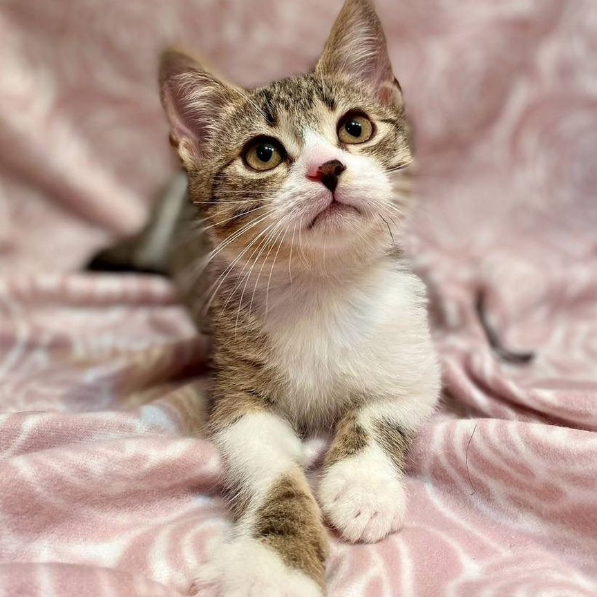 Котёнок в добрые руки