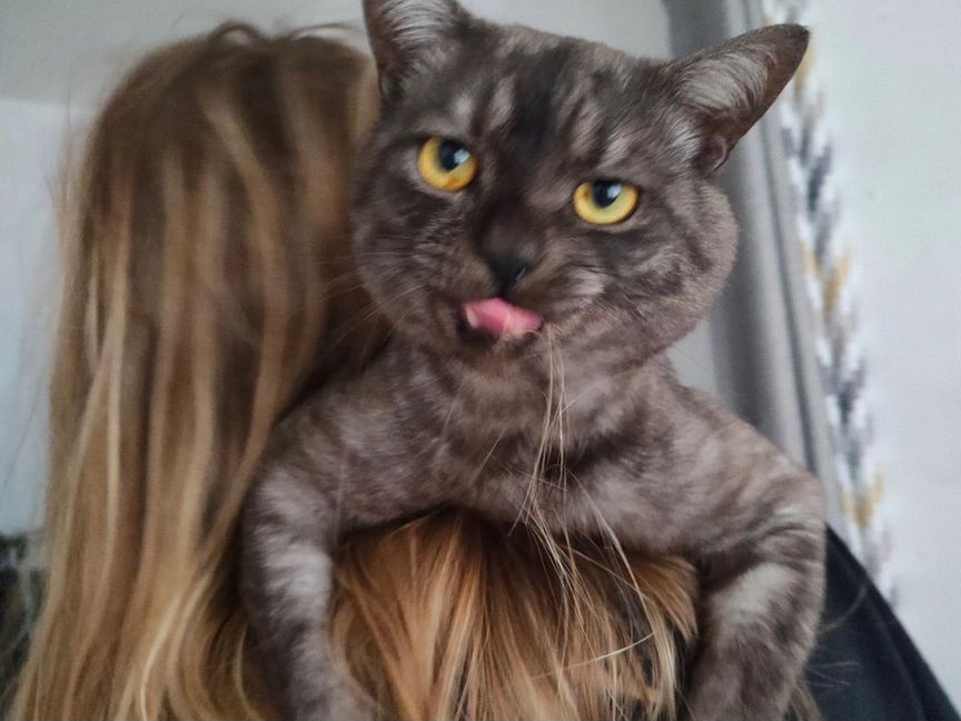 Кот