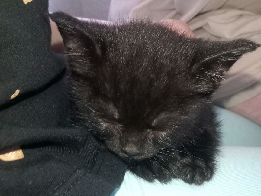 Черный котенок в добрые руки