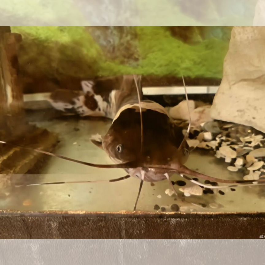 Сом клариус