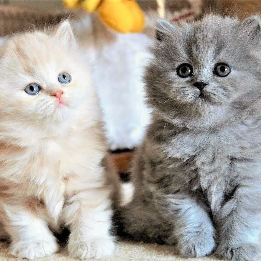 Шотландские котята