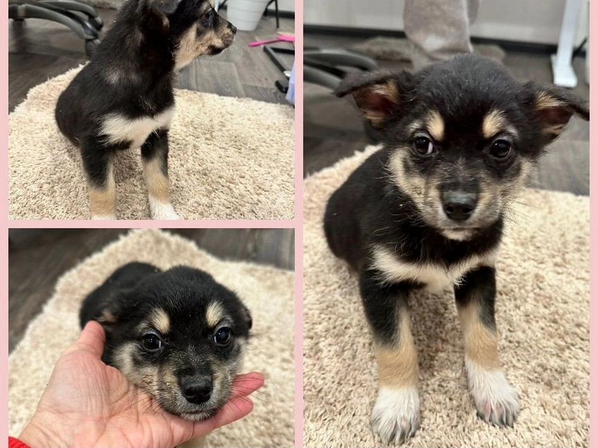 Собака в добрые руки отдам бесплатно