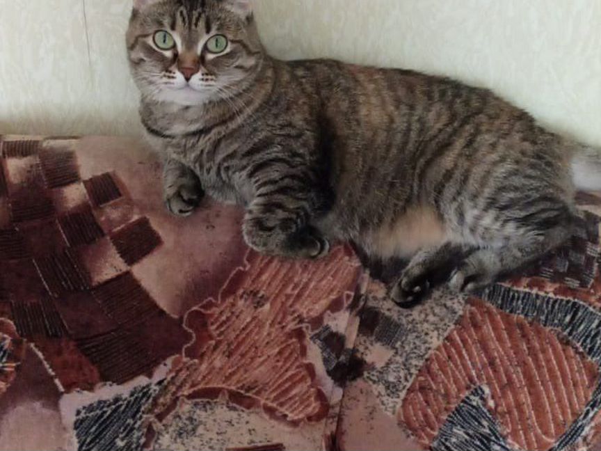Кошка