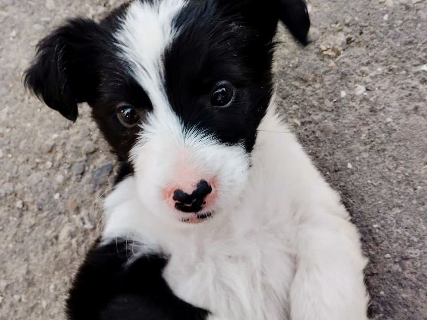 Маленький щенок в добрые руки бесплатно