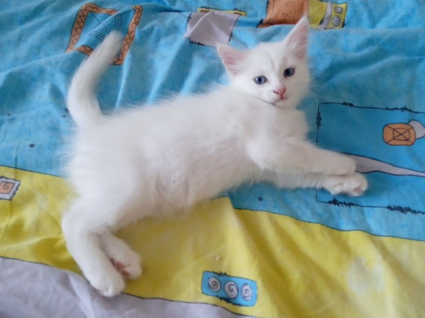 Котята тур ангора и Као мани