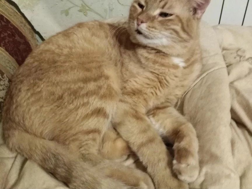 Кот из приюта