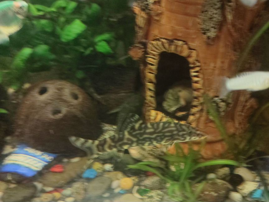 Рыба боция мраморная 2 шт