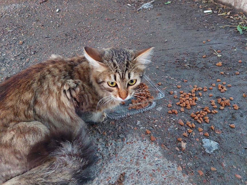 Котик бесплатно