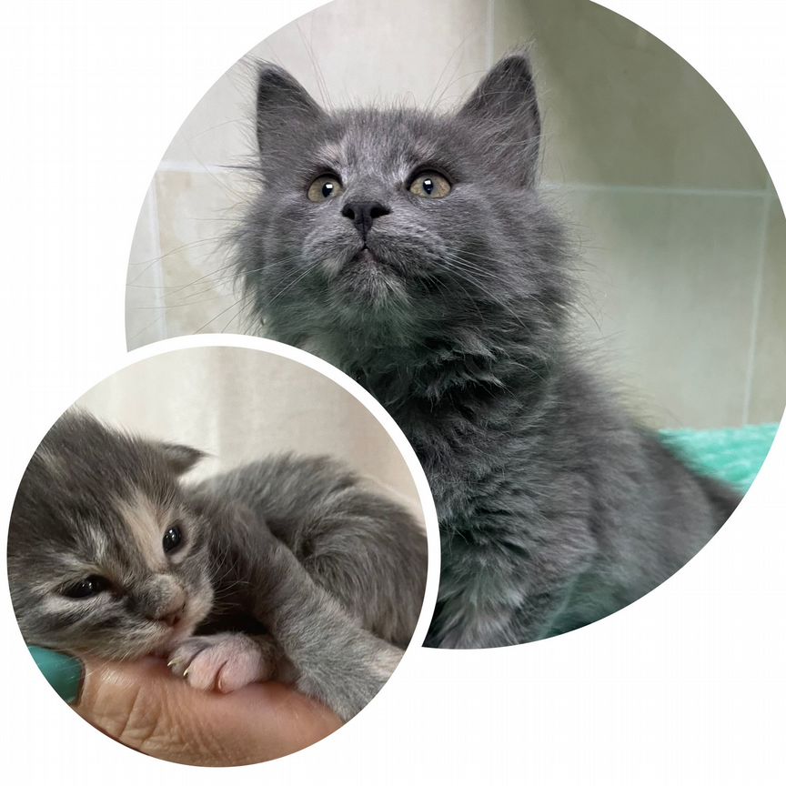 Мейн-кун котёнок