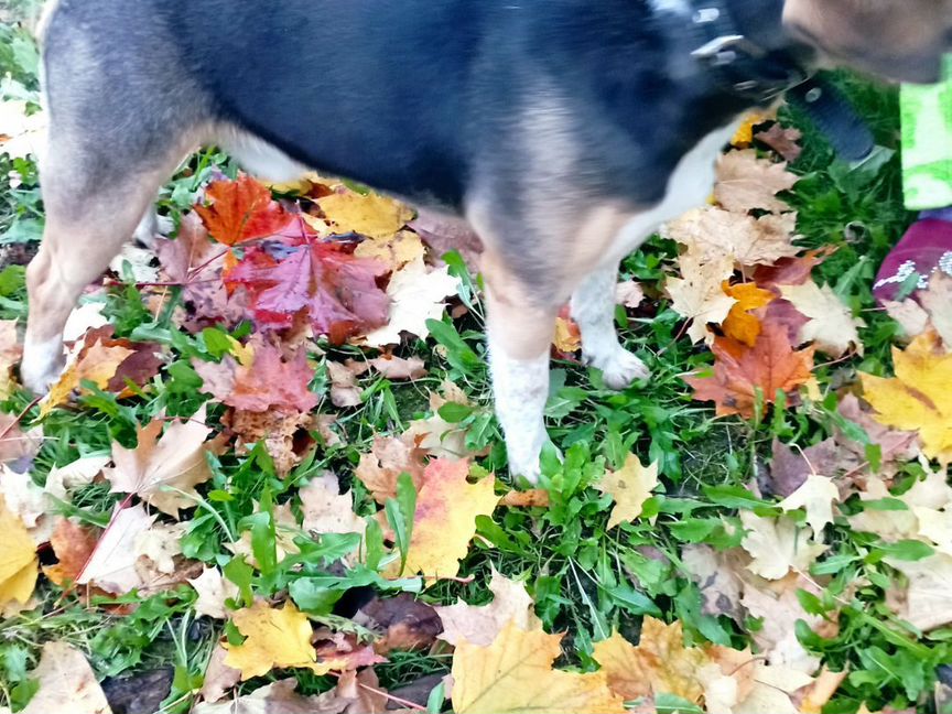 Собака Бигль кобель 10мес