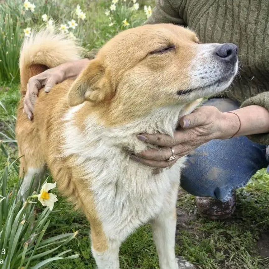 Взрослый пёс в добрые руки