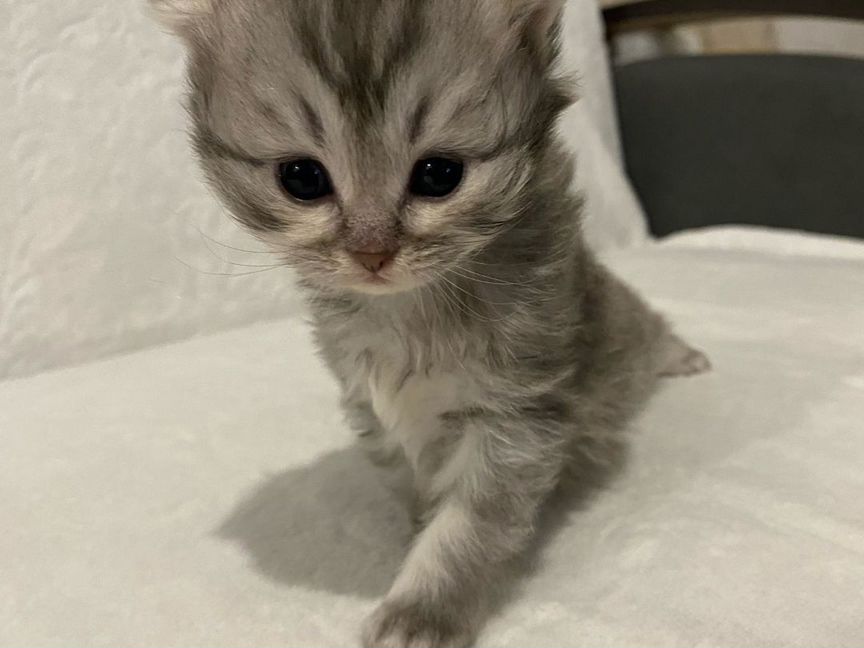 Шотландские вислоухие и прямоухие котята