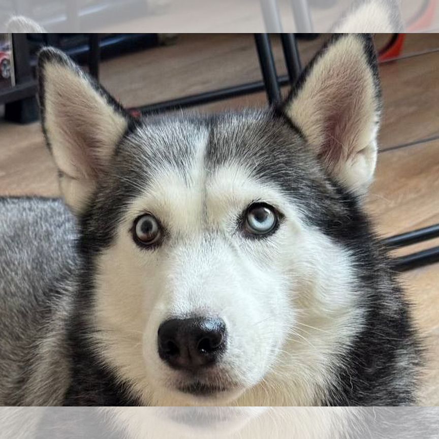 Сибирский хаски, взрослая собака