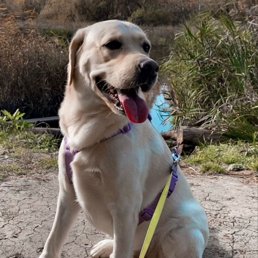 Вязка собак лабрадор