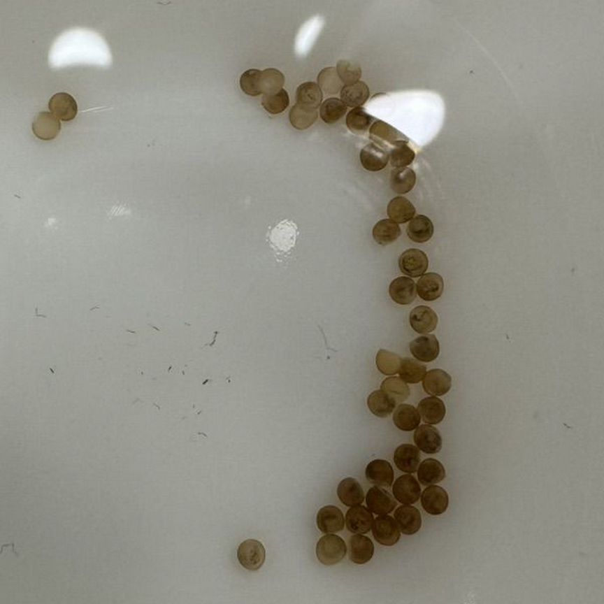 Коридорас вуалевый икринки