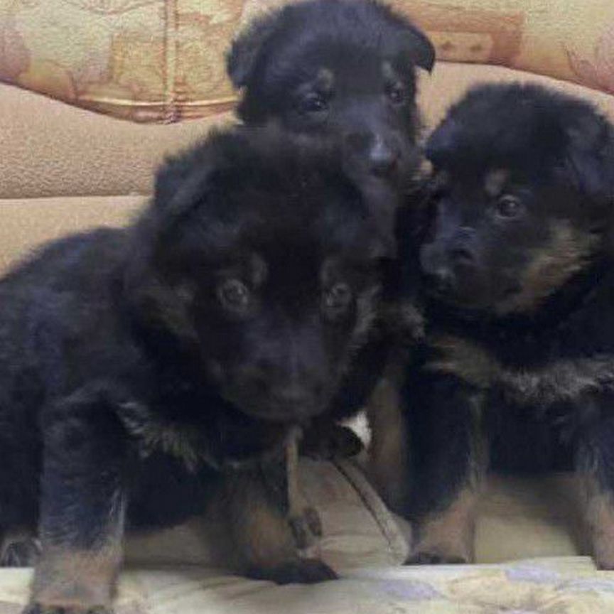 Малышня чистопородные