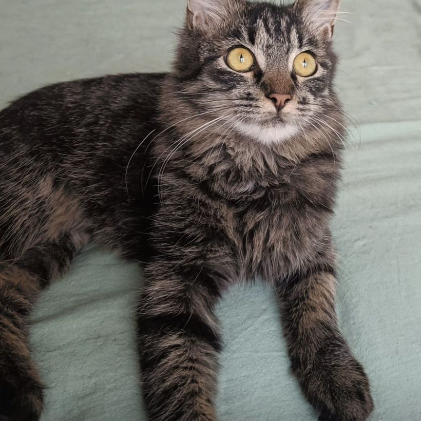 Котёнок девочка 4-5 мес