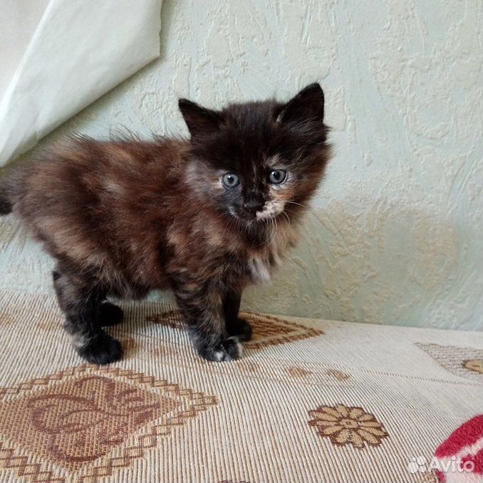 Котенок для большой радости