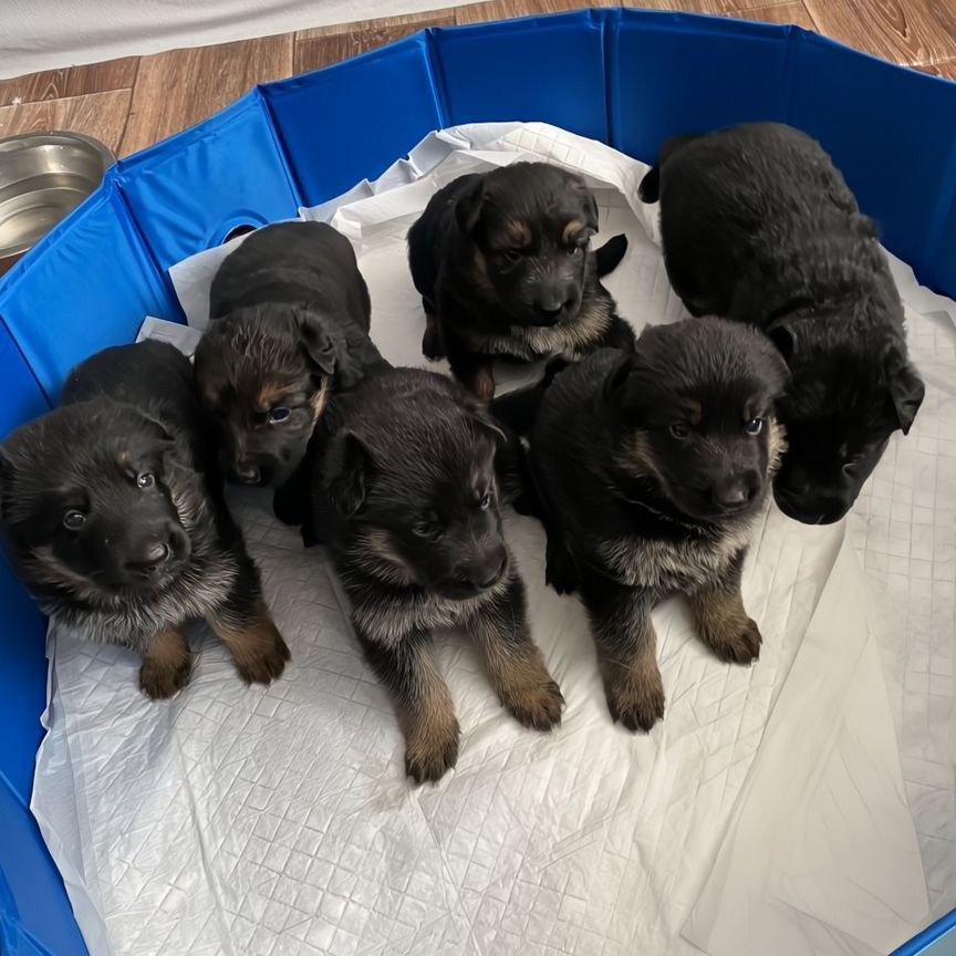 Немецкая овчарка, щенок