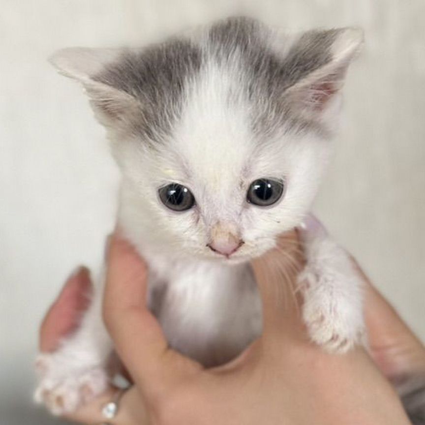 Котята в добрые руки даром
