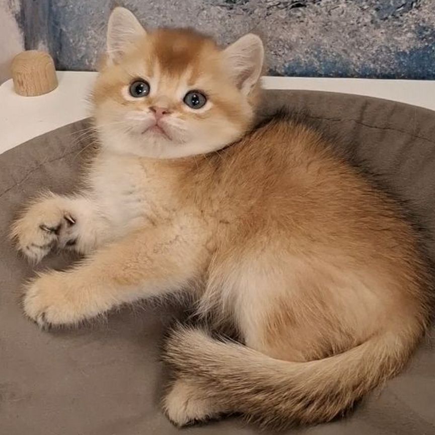 Красавчик