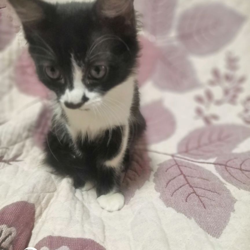 Котята в добрые руки бесплатно девочка