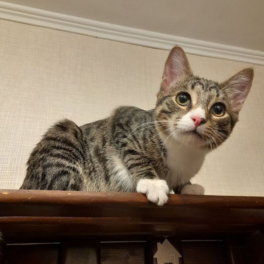 Котёнок в добрые руки