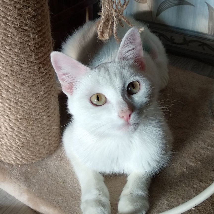 Белая кошка