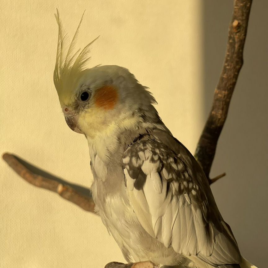 Попугаи корелла (3) с клеткой