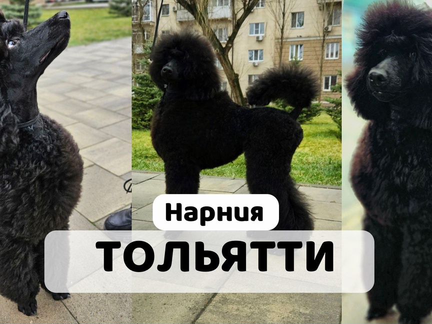 Большой Королевский пудель Тольятти