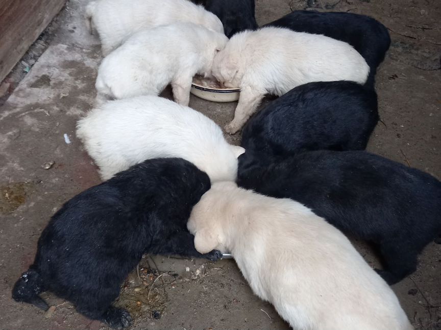 Щенки дворняшки