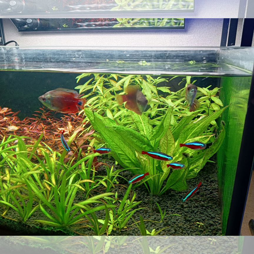 Лялиусы, неоны, отоцинклюсы, растения