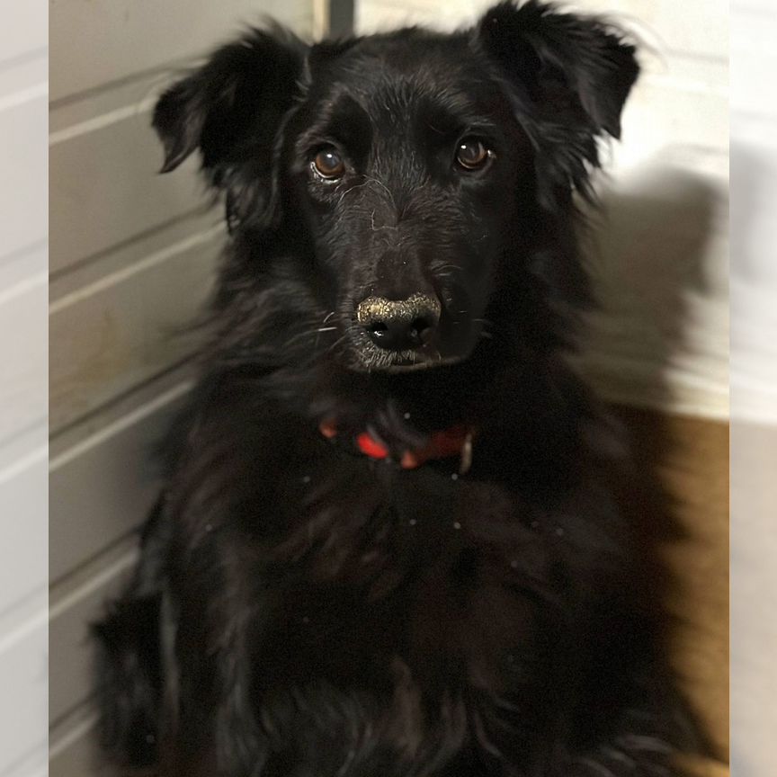 Взрослая собака в добрые руки