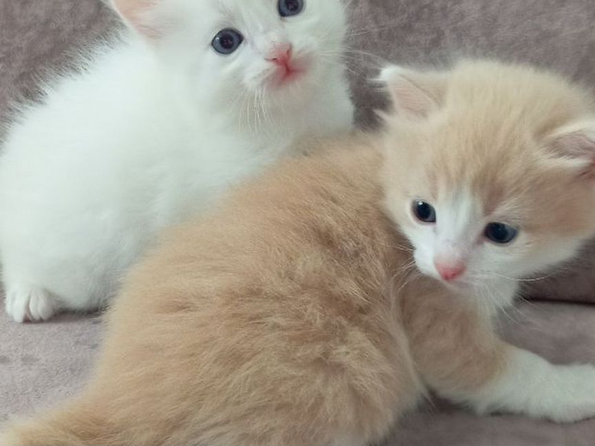 Котята в добрые руки бесплатно