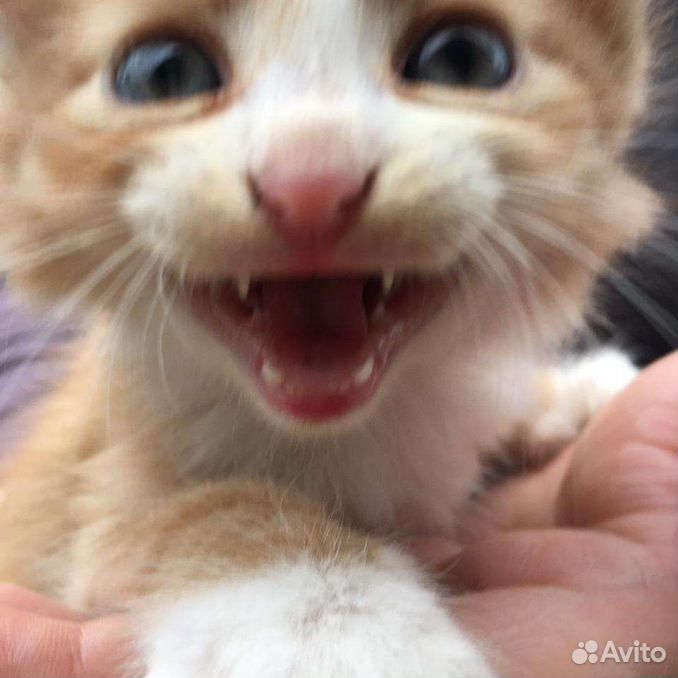 Рыжий котенок. Невская маскарадная