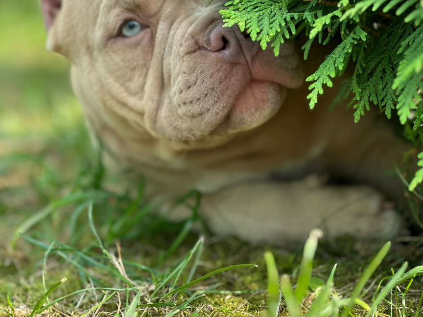 Американский булли покет