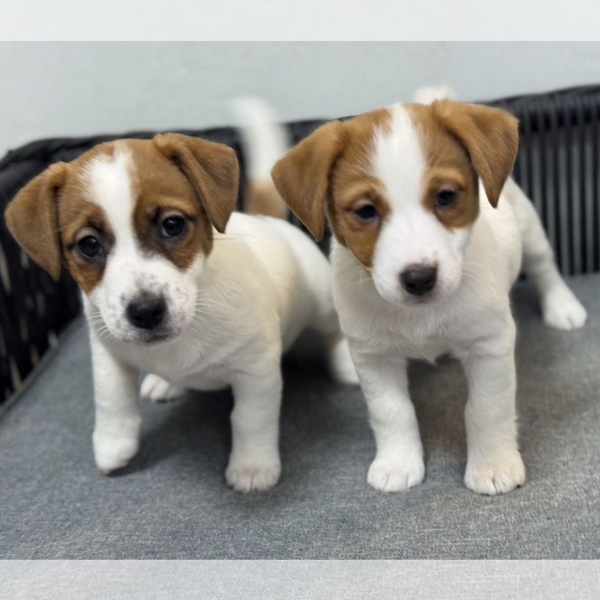 Джек-рассел-терьер, щенок