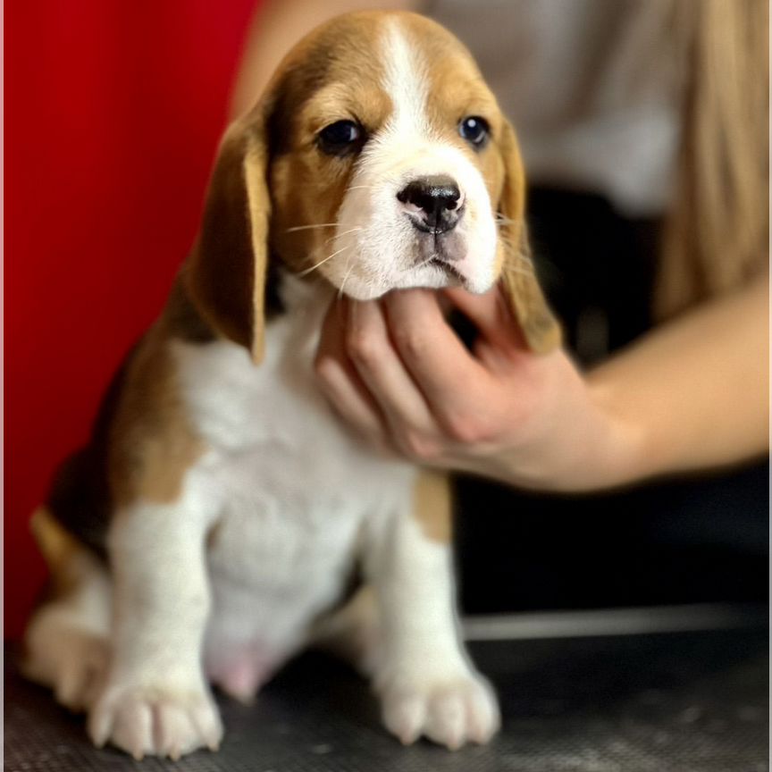 Бигль, щенок