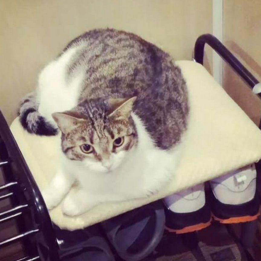 Кошка бесплатно