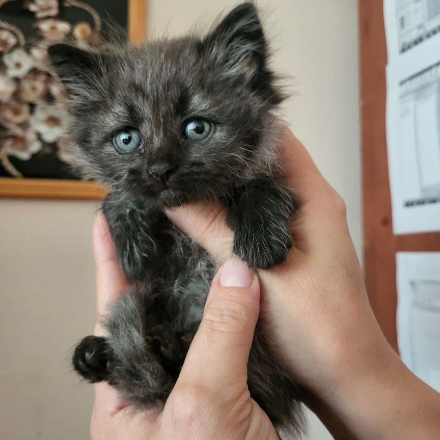 Котята девочки в добрые руки