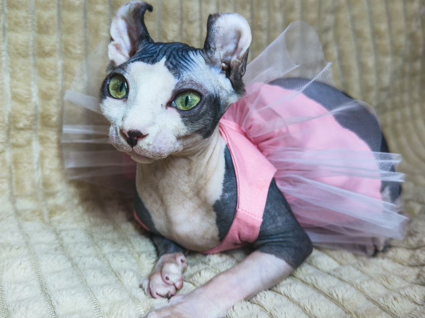 Канадский сфинкс котенок