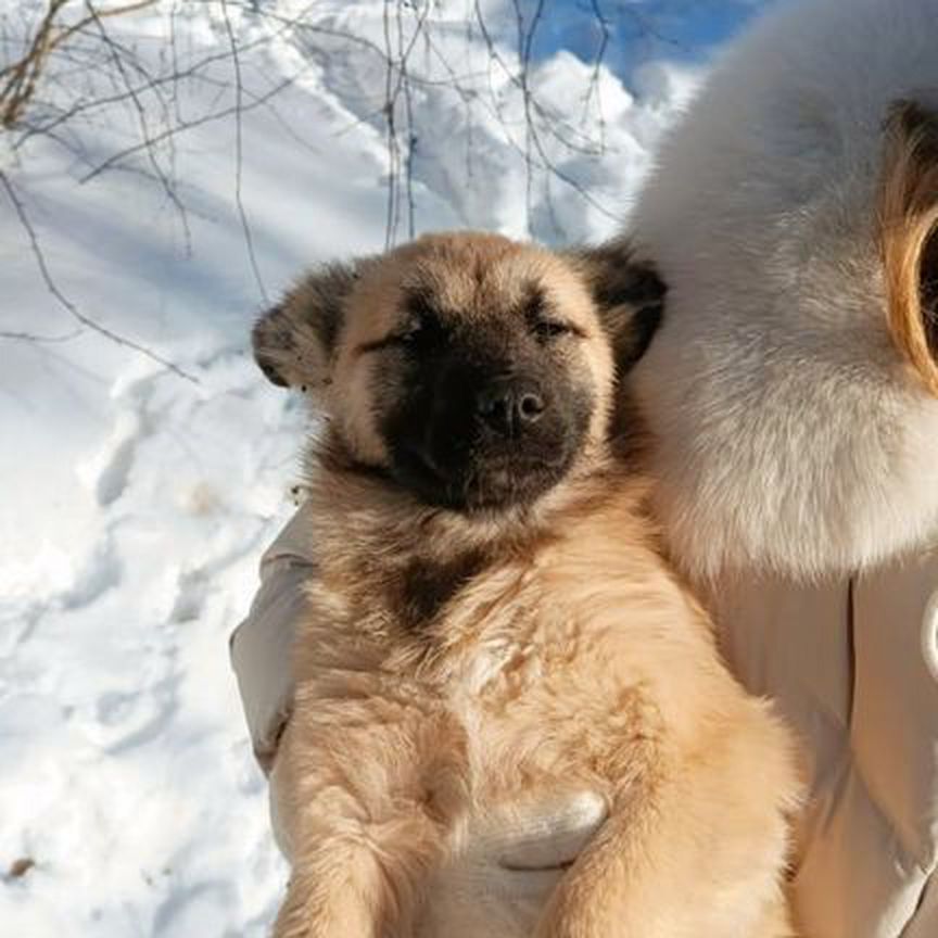 Отдам в добрые руки