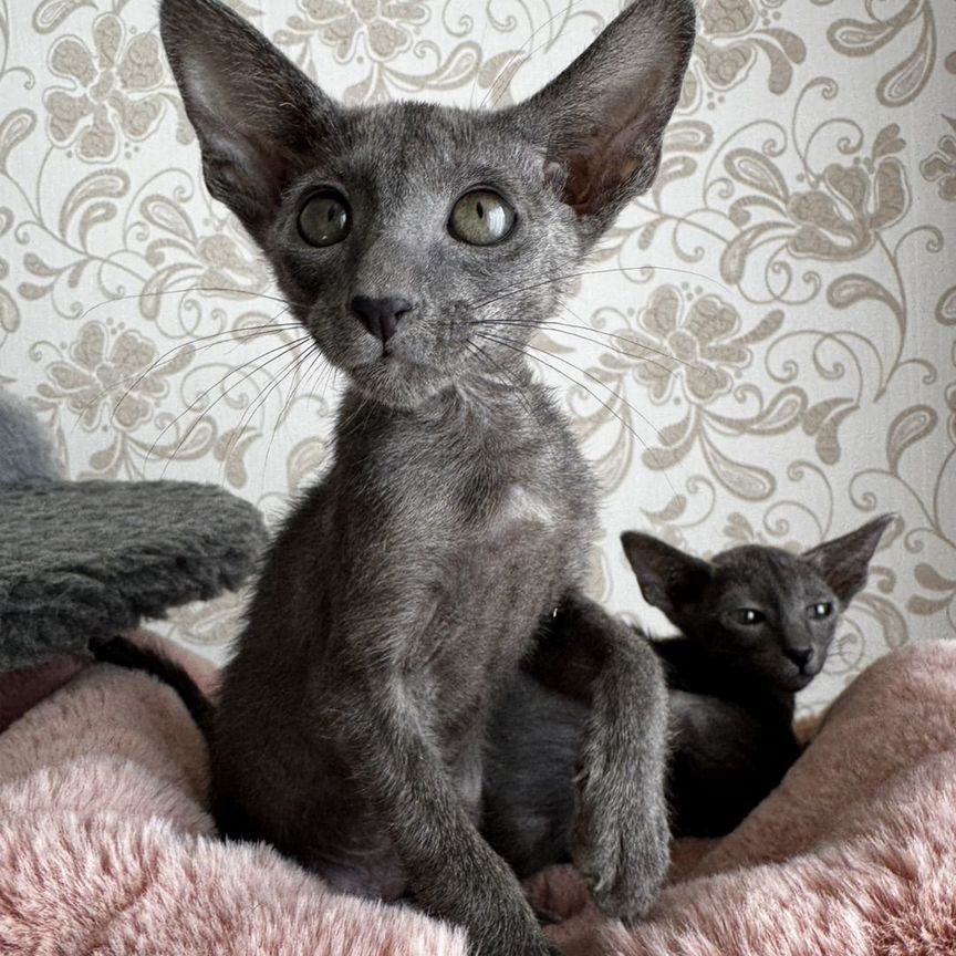 Ориентальные котята