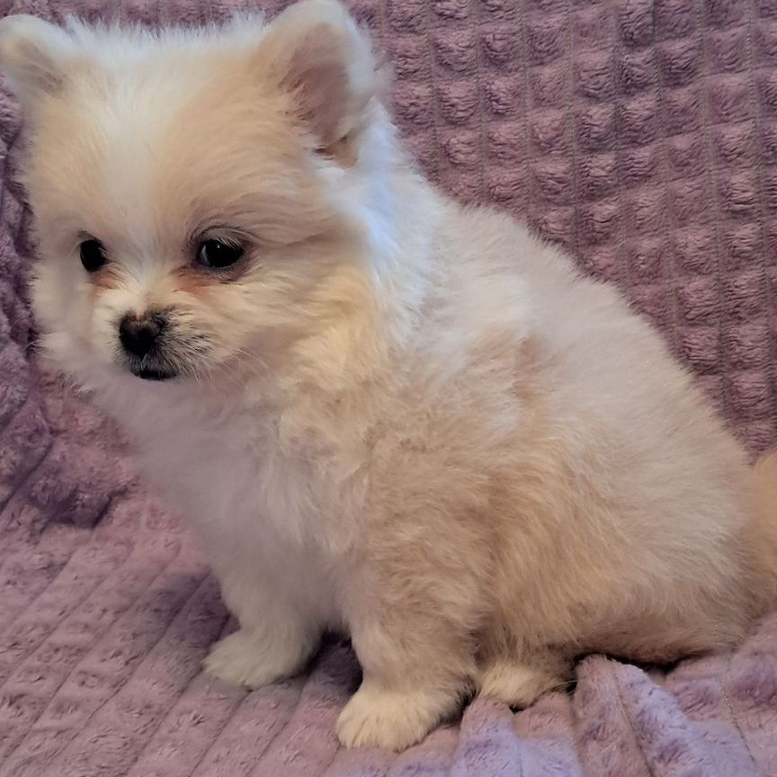 Померанский шпиц, щенок