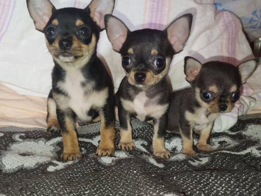 Щенки чихуахуа