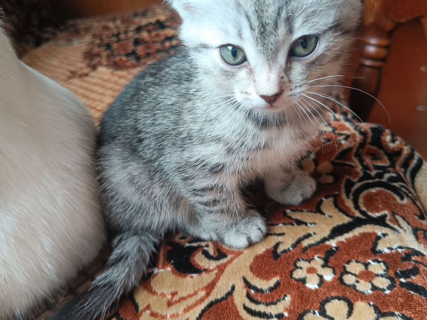 Вислоухие котята бесплатно