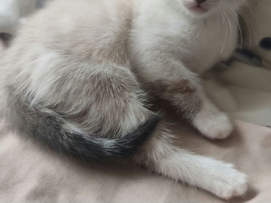 Котята в добрые руки даром бесплатно