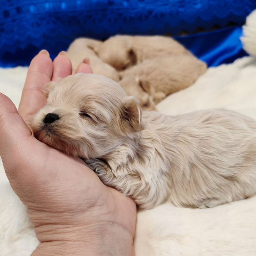 Мальтипу, щенок