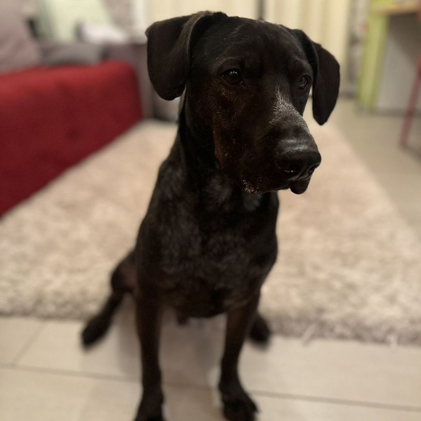 Взрослая собака в добрые руки