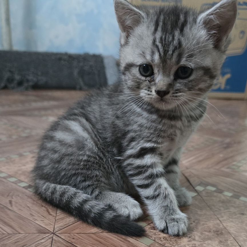 Британский короткошёрстный котёнок
